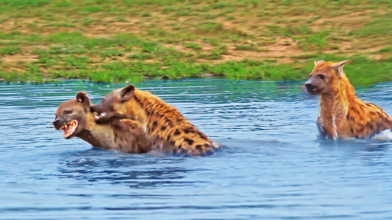 Playful Hyena Trio Splashes Around in the Water - YouTube