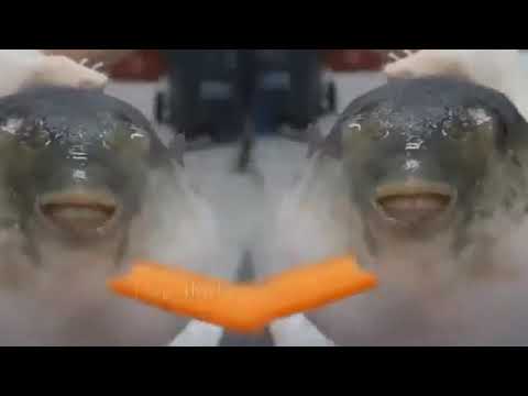 Pufferfish Rave 1 hour edition - YouTube