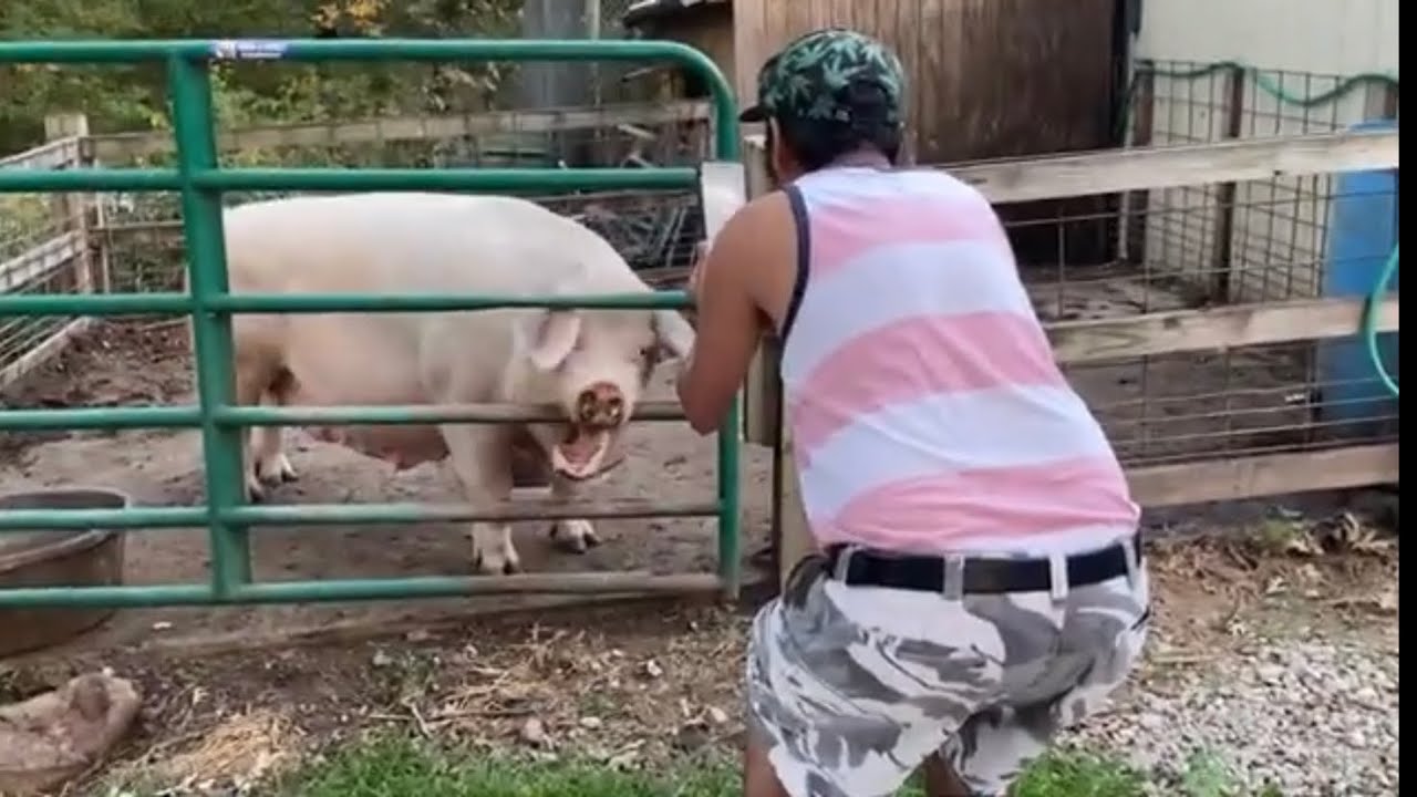 Kalij(pheasant) farm in America. - YouTube