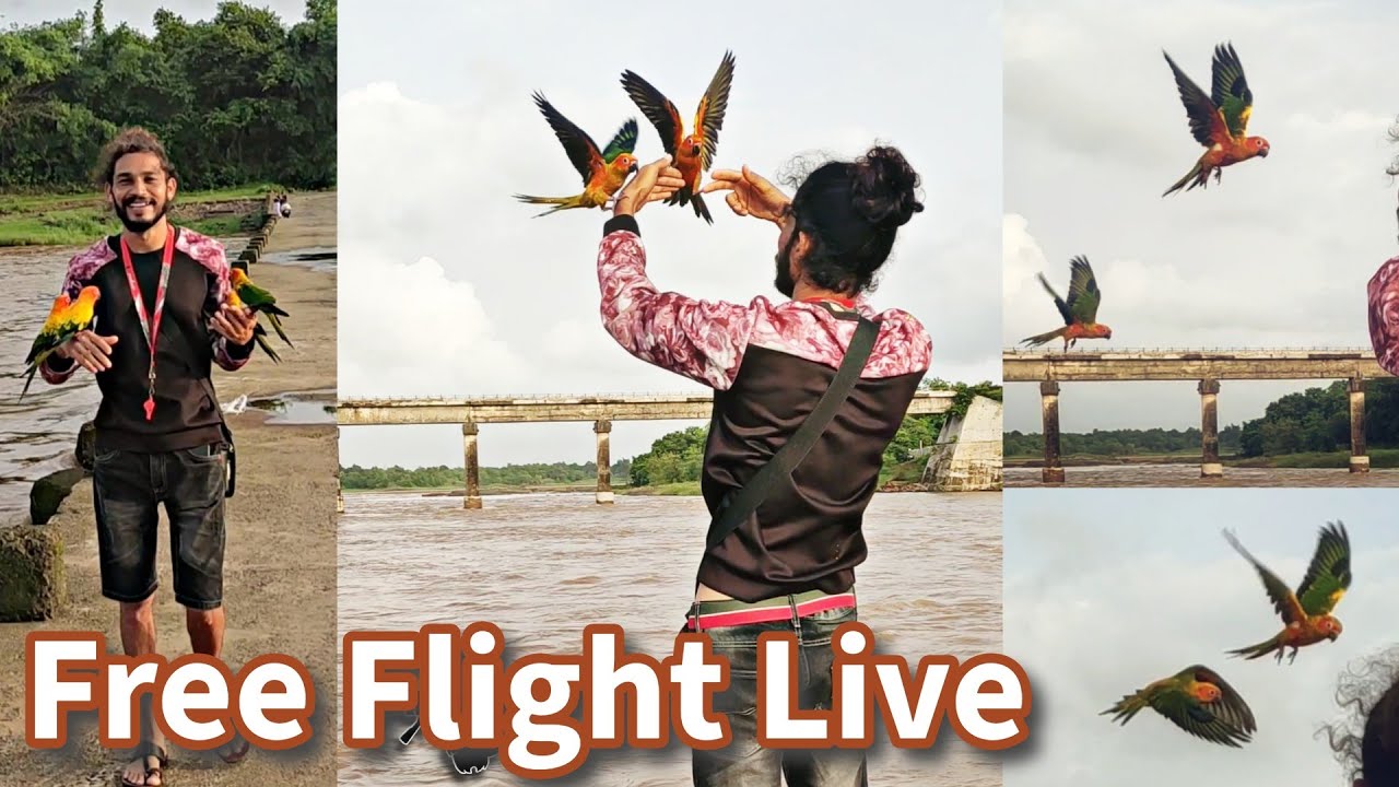 Free Flight Birds in India | Black Cap Conure Free fly training Tips ...