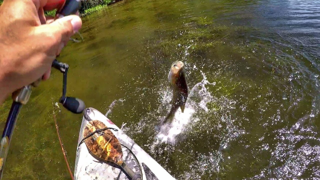 Match The Mayfly Hatch Smallmouth Bass - YouTube