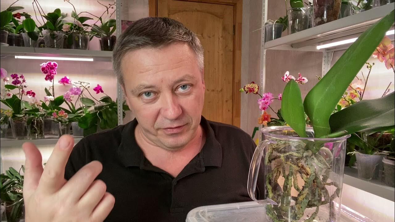 ПРЕВИКУР для ОРХИДЕЙ - лучшее средство для уцененных и слабых орхидей ...