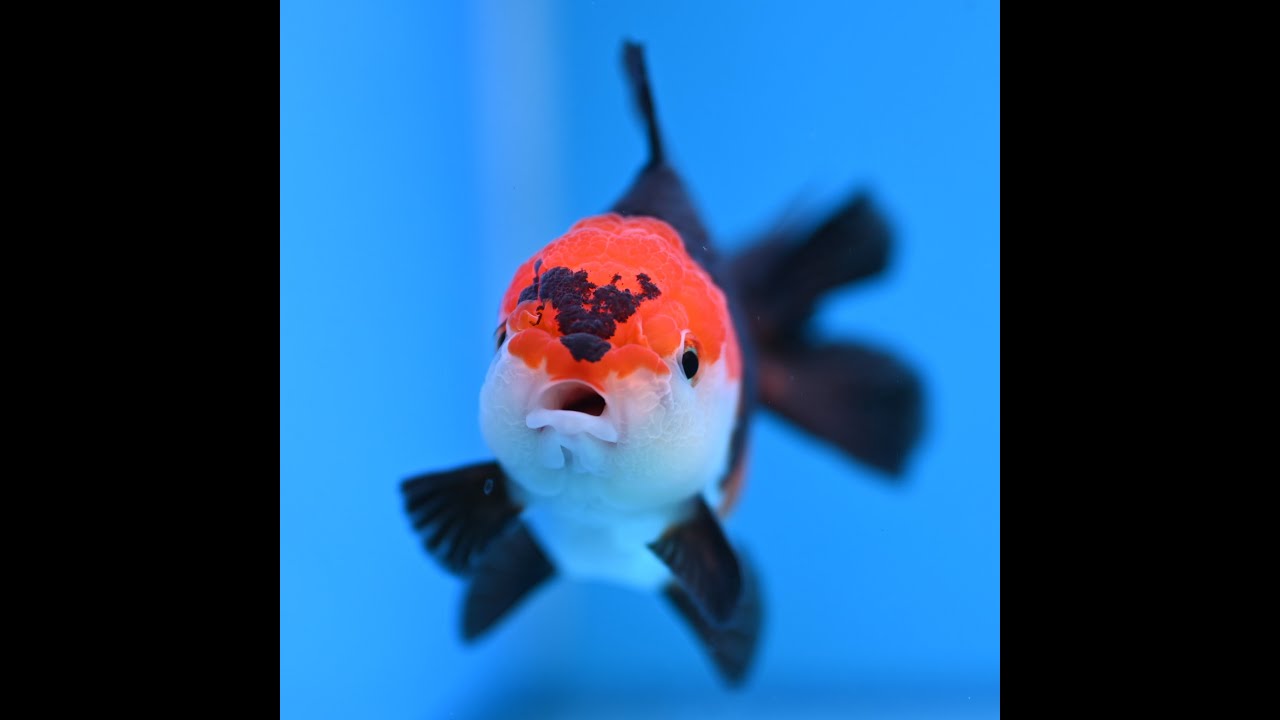 Tricolor Oranda 3.5-4 inches (241011_OR10) - YouTube