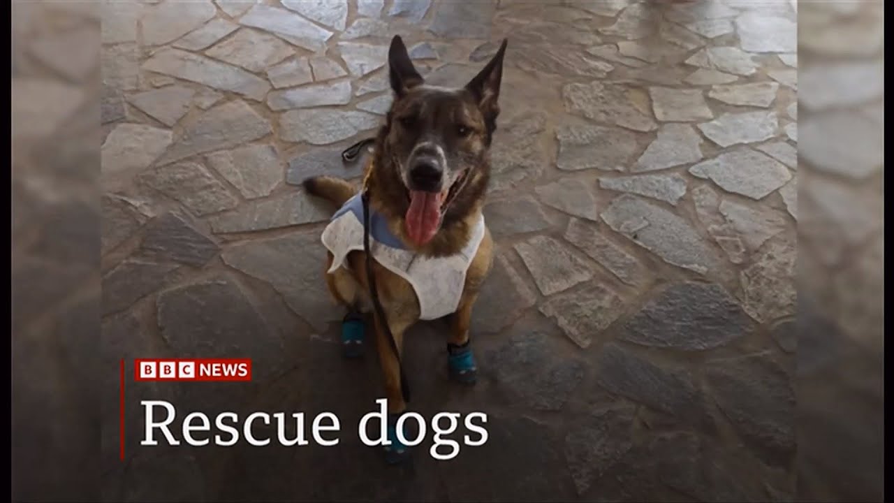 Countess sends protective gear to police dogs in Greece (UK/Greece) 9 ...