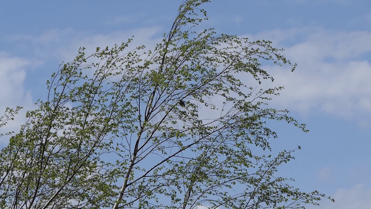 Ortolan Bunting (Emberiza hortulana) peltosirkku - YouTube