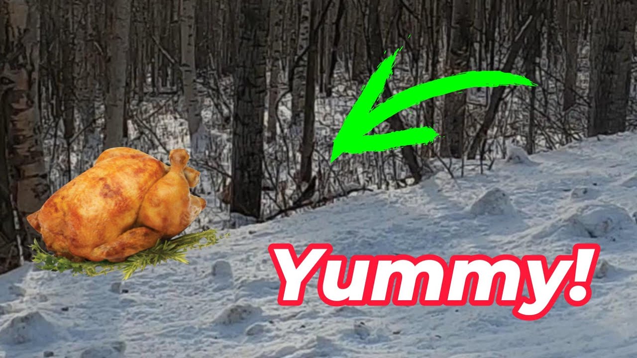 I Finally Found One of These DELICIOUS Birds (First One of the YEAR ...