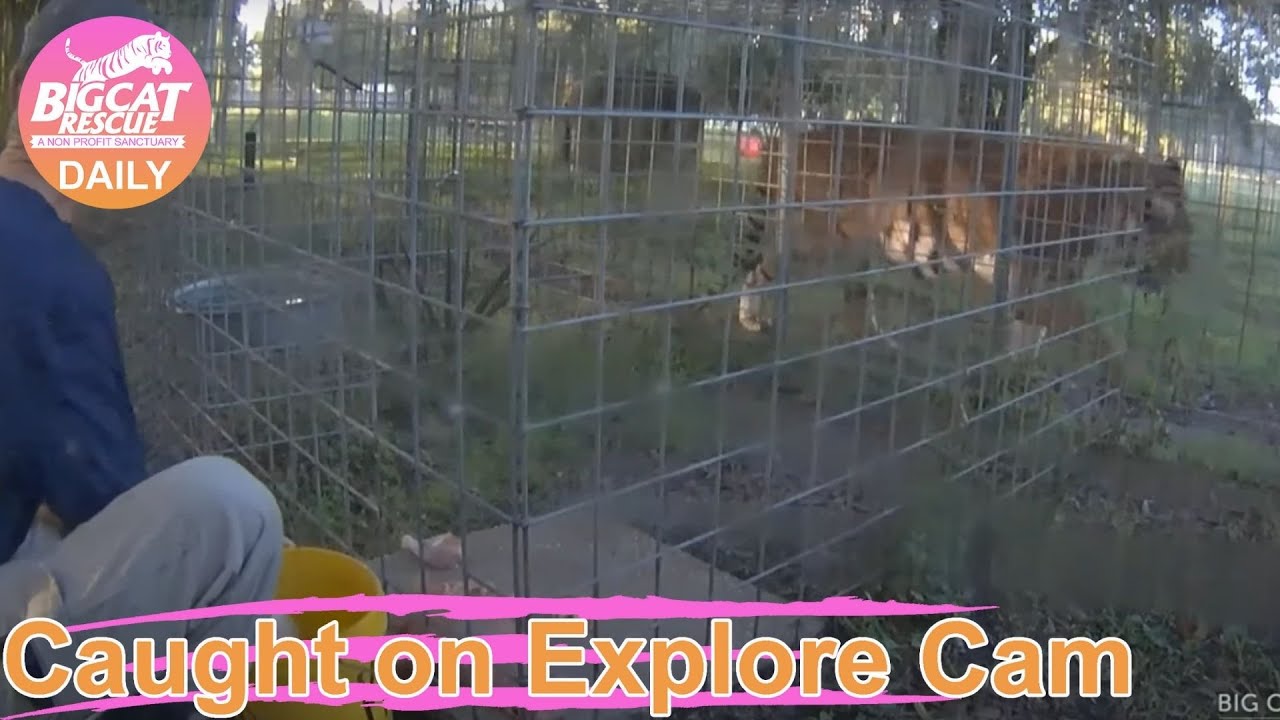 Kimba tiger: Peekaboo!! Kimba tiger at Big Cat Rescue. - YouTube