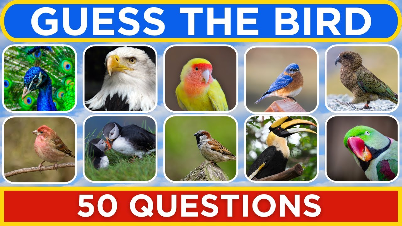 🦆 Guess That Bird 🦅 A Quiz for Bird Enthusiasts 🦜 #quiz # ...