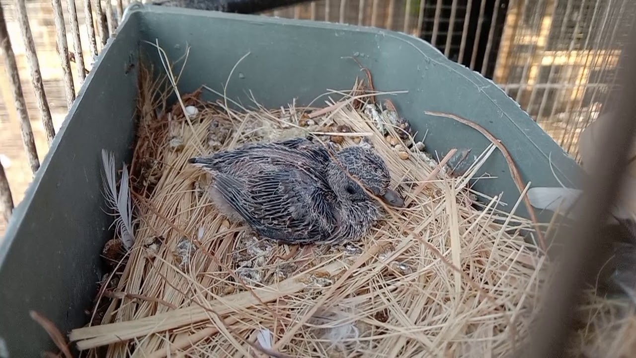 beauty full dove pear and chik - YouTube