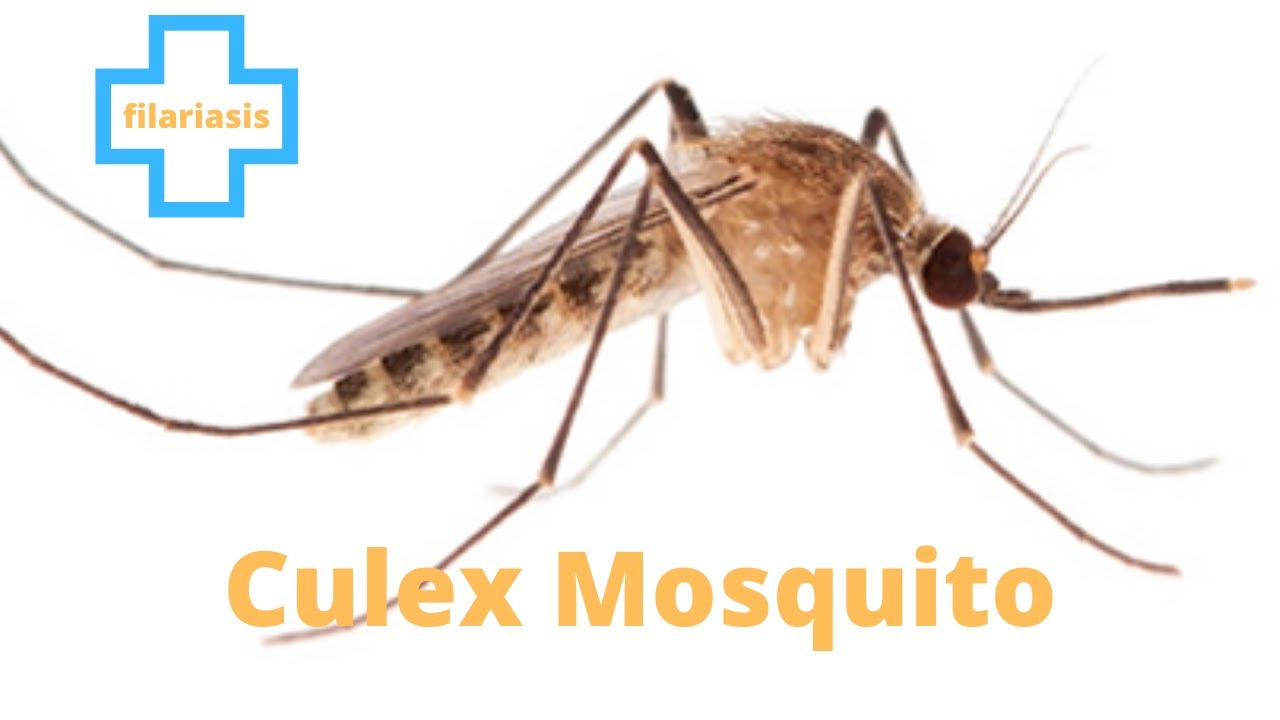 How To Control Culex Mosquito To Prevent From West Nile Virus And ...