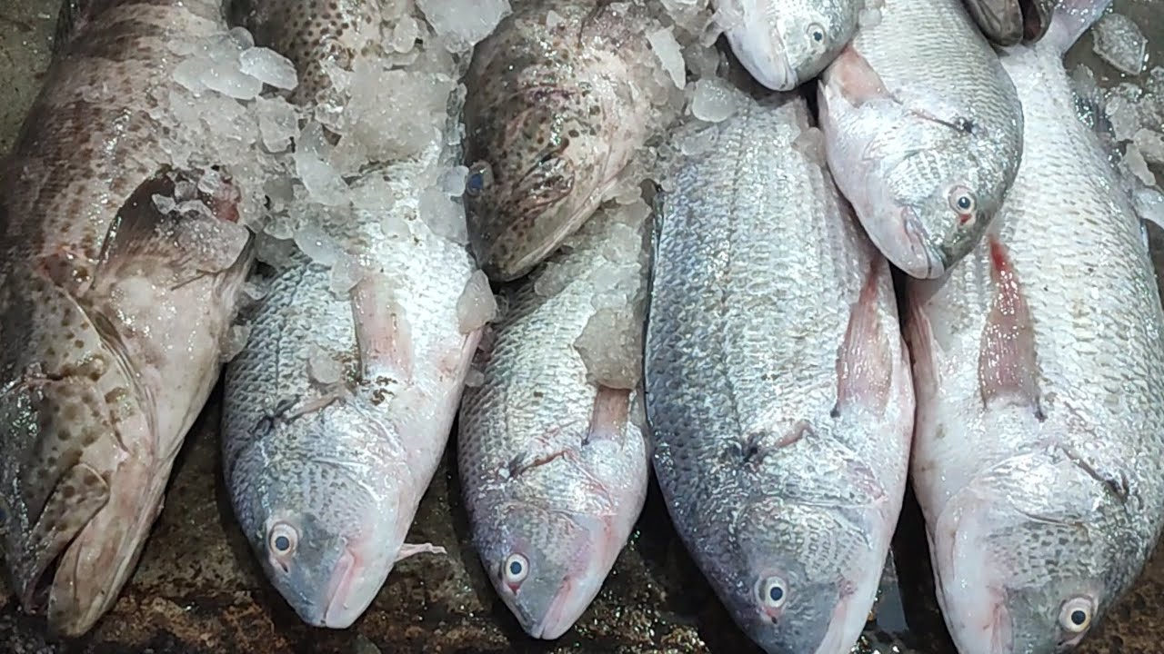 fish rates latest fish price update fish market karachi fisheries fish ...