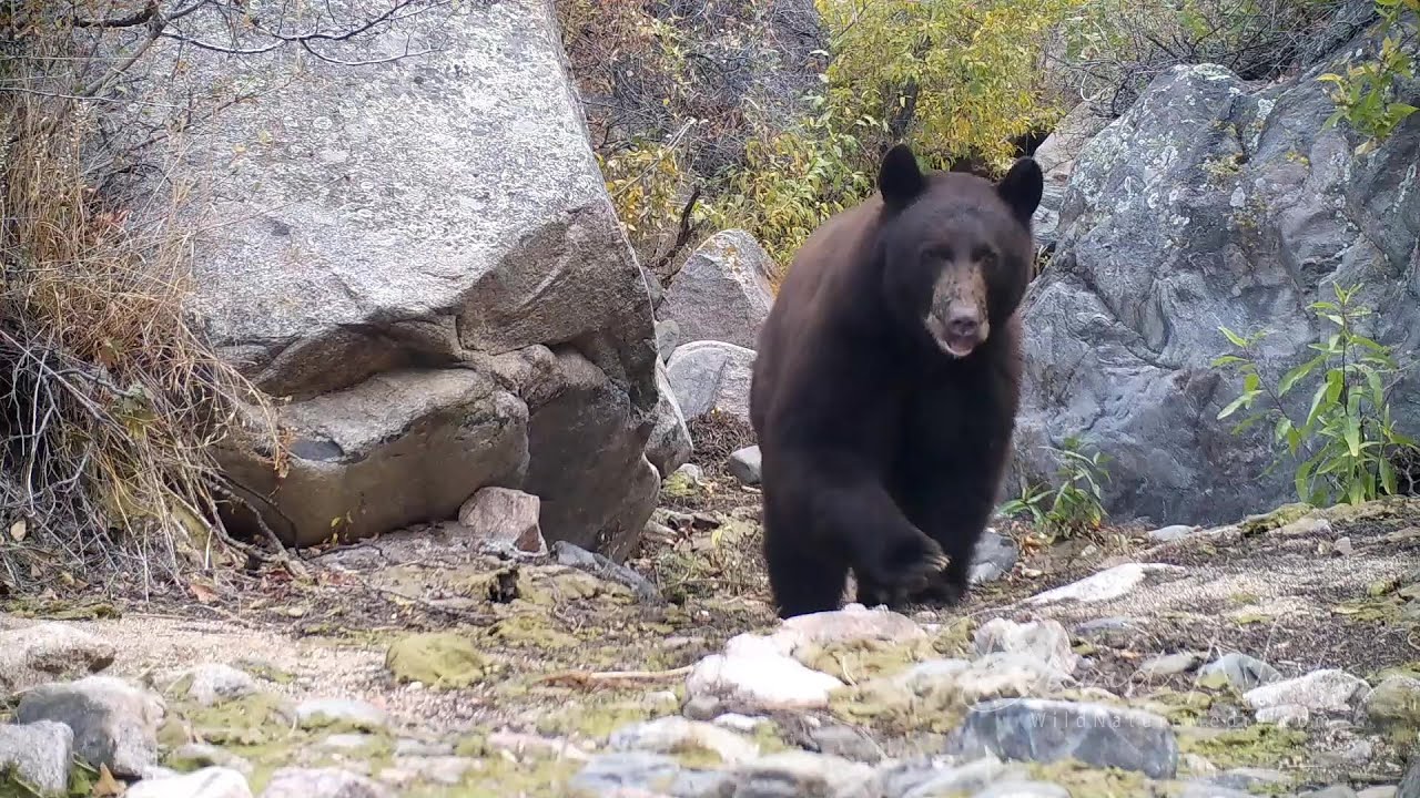 Massive Black Bear Boar (Male Bear) - YouTube