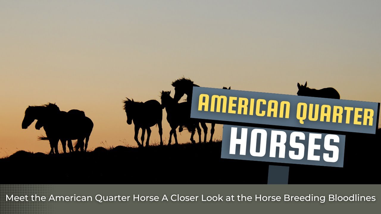 Meet the American Quarter Horse A Closer Look at the Horse Breeding ...