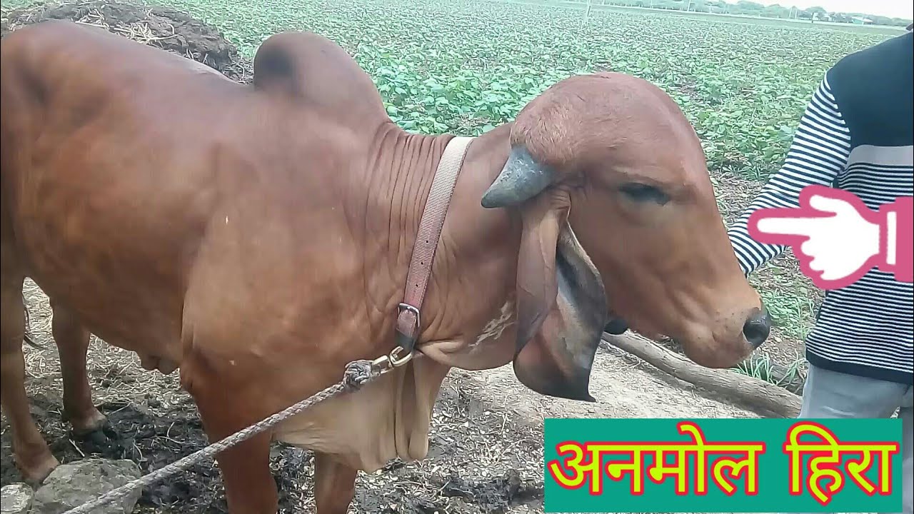 Super gir cow hifer - YouTube