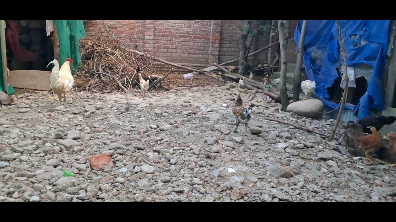 Look @ backyard kashmiri chickens all around #mufasa #jaleebi the naked ...