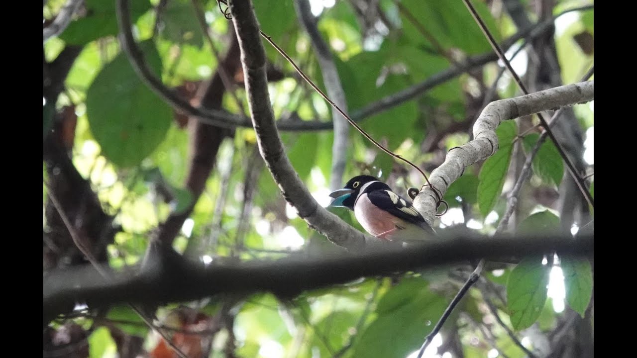 Bird-watching at Taman Negara, Pahang, Malaysia. - YouTube