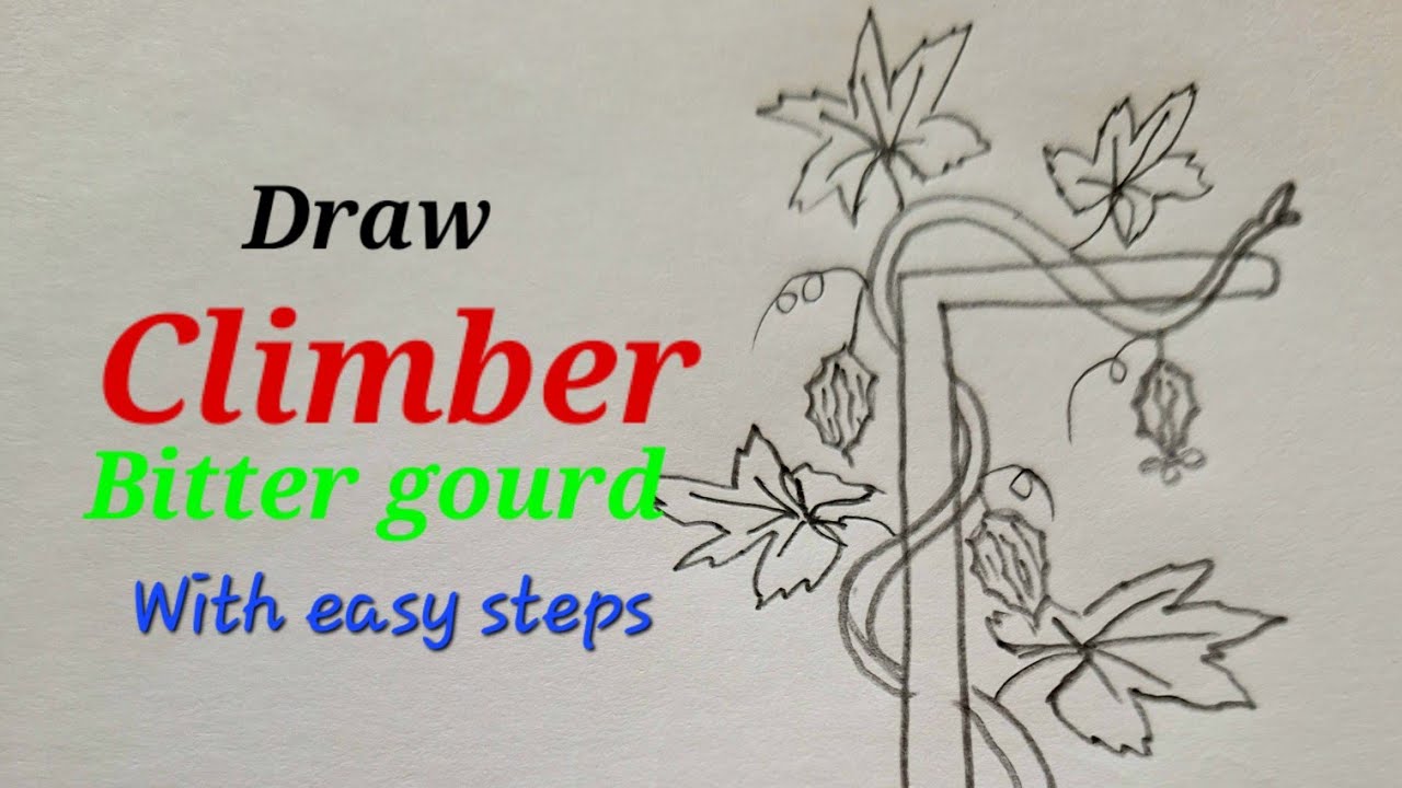 Climber plant drawing easy,Bitter gourd plant drawing easy, Draw ...