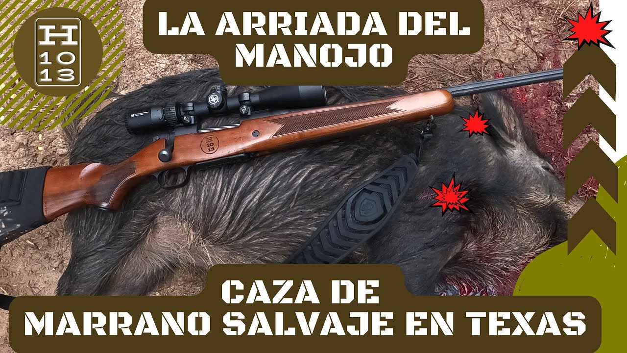 La arriada del manojo! Caza de marrano salvaje en Texas 🐗🐗🐗 - YouTube
