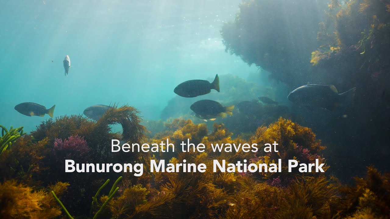 Beneath the Waves at Bunurong Marine National Park (Coastcare Victoria ...