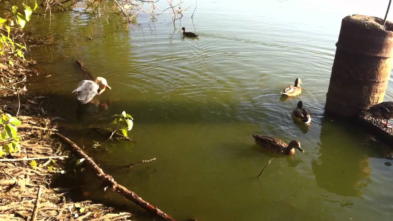 Ducks at Waughop Lake - YouTube