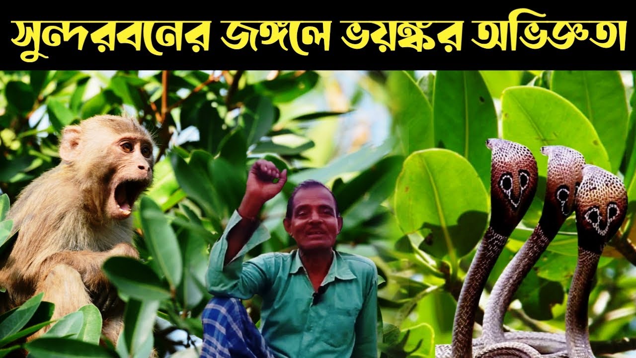 বাঘ দেখে বানরের সংকেত ও বিষধর সাপের কবলে || Sundarban Monkey,Tiger And Snakes - YouTube