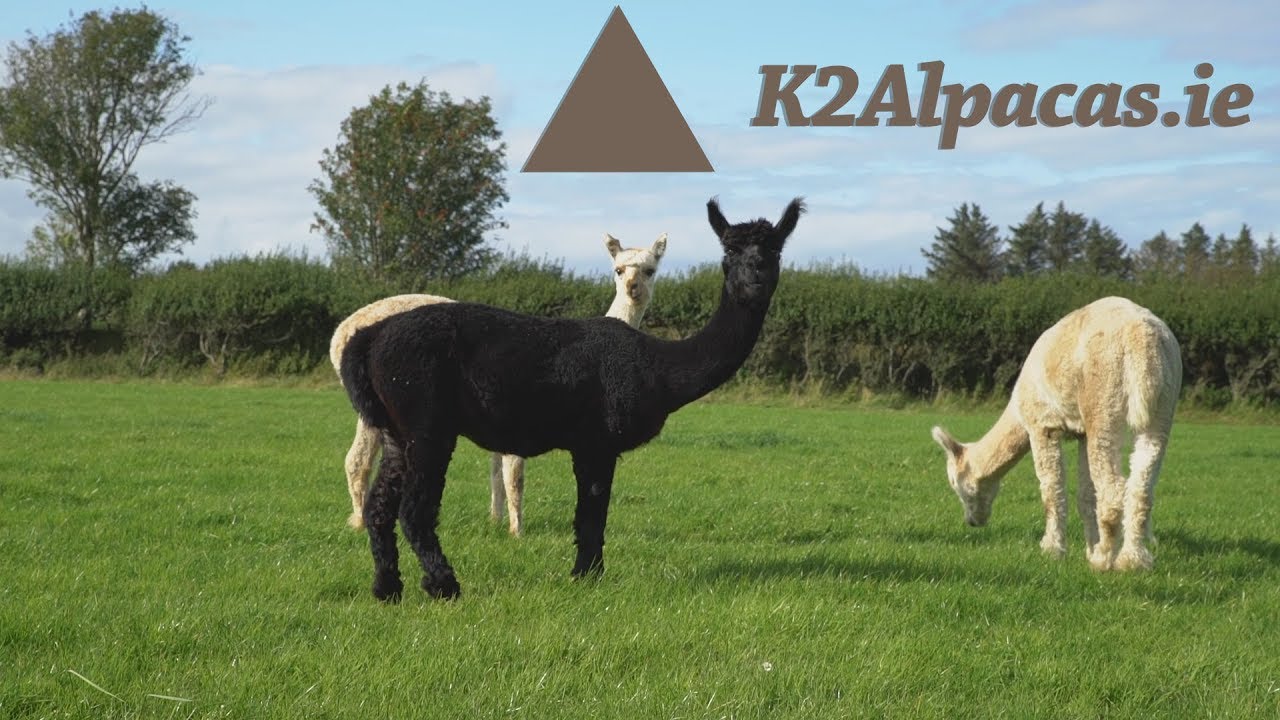 K2 Alpaca Trekking - YouTube