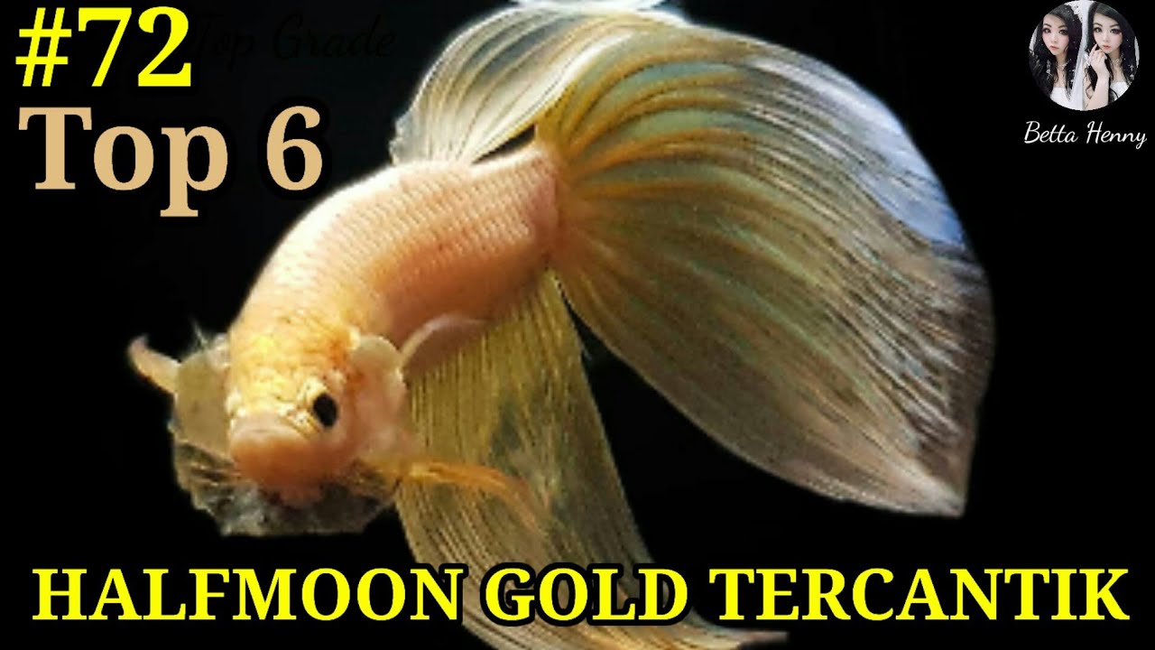 IKAN CUPANG HALFMOON GOLD TERCANTIK - BETTAFISH HALFMOON GOLD TOP GRADE ...