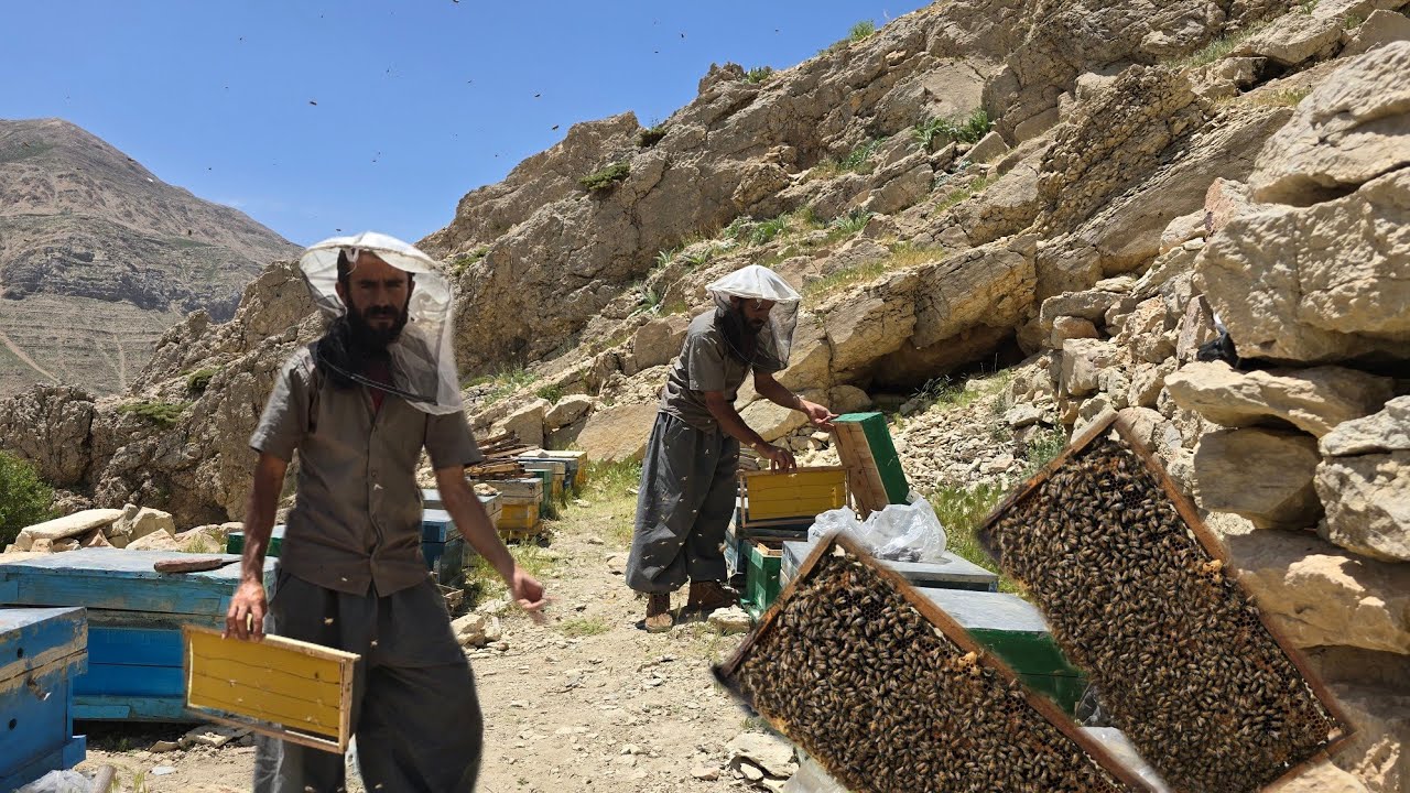 Real life of nomads | Traditional beekeeping in the mountains, caring ...