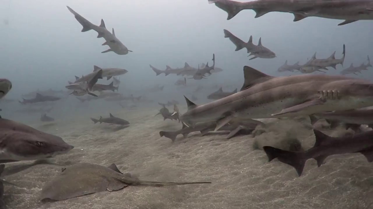 Sharks and Rays - Japanese Shark Diving Expedition - October 2017 - YouTube