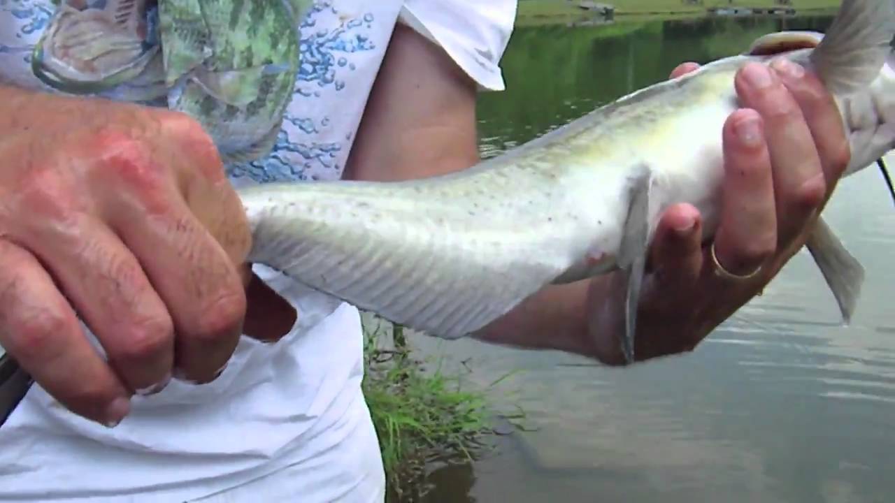 PA Channel Catfish Fishing, Summer 2010 - YouTube