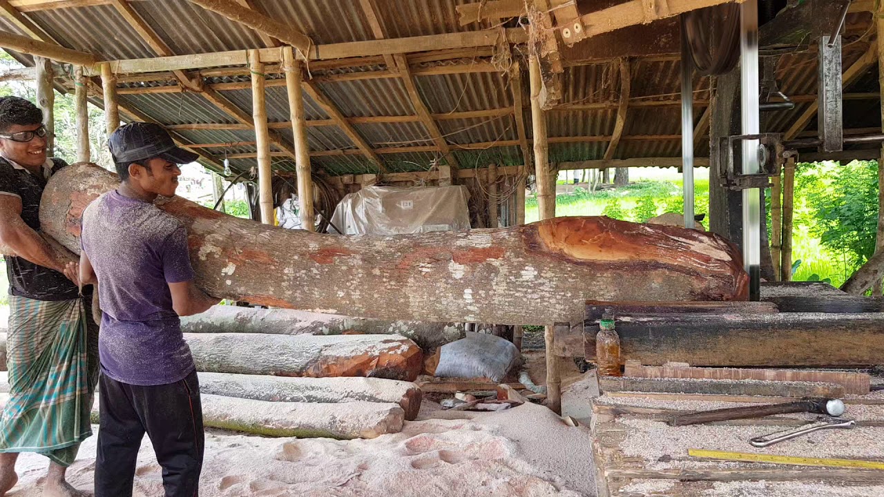 Kauri Wood/Agathis Australis Wood Cutting at Sawmill Near me।Dangerous ...