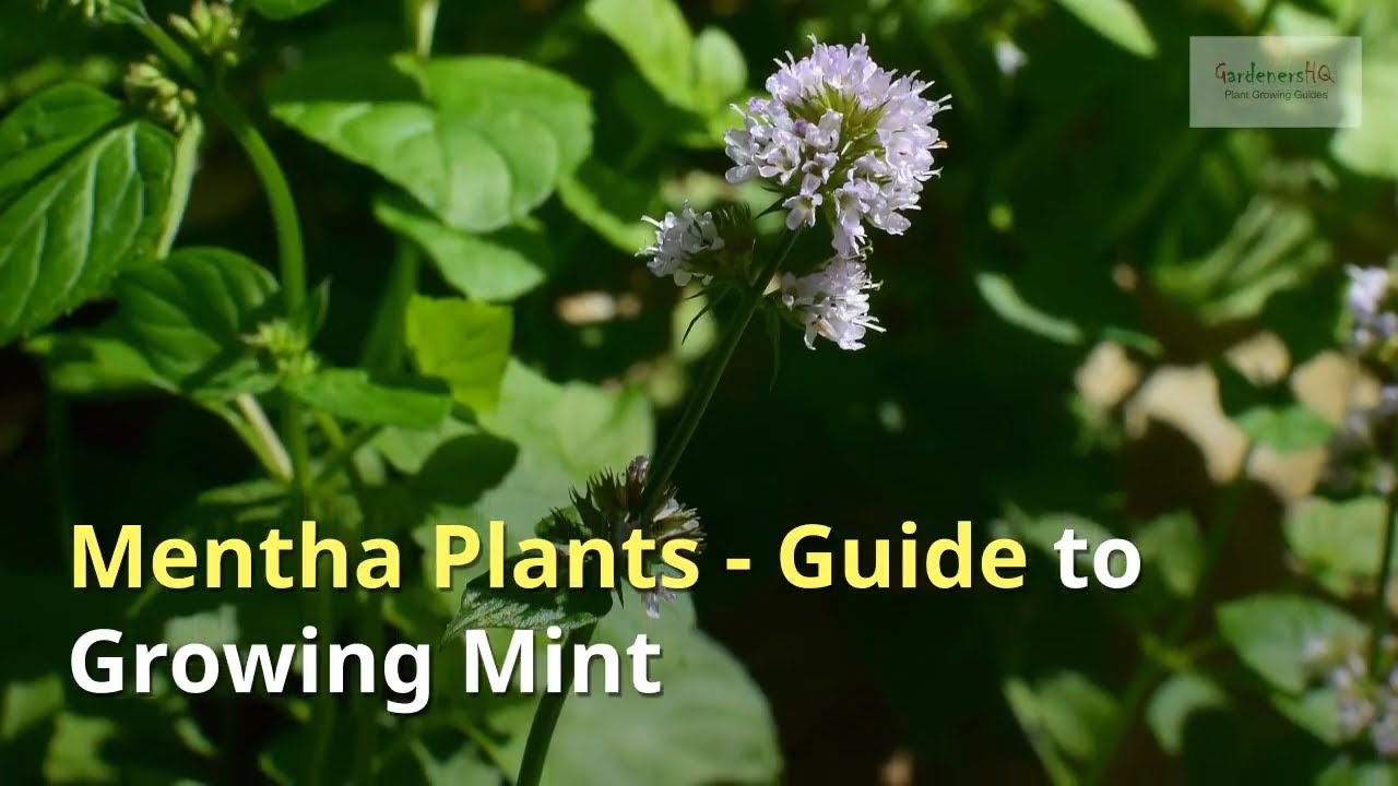 Mentha Growing Guide - All You Need to Know to Get Started - Herbs by ...