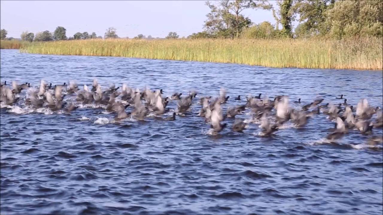 Meerkoeten lopen over het water september 2016 - YouTube