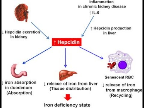 What is a functional iron deficiency? - YouTube