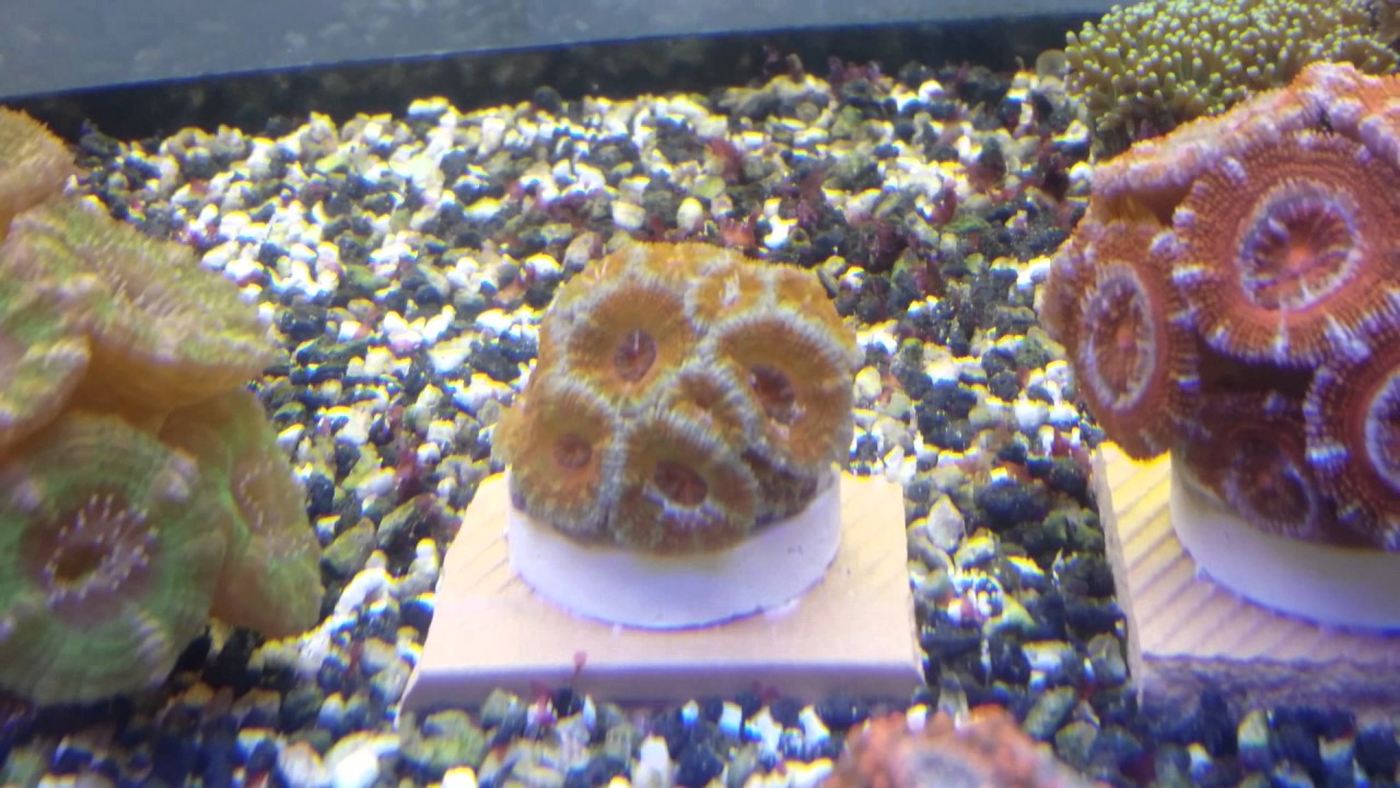 New DIY frag rack, coral culling and quarantine tank glance - YouTube