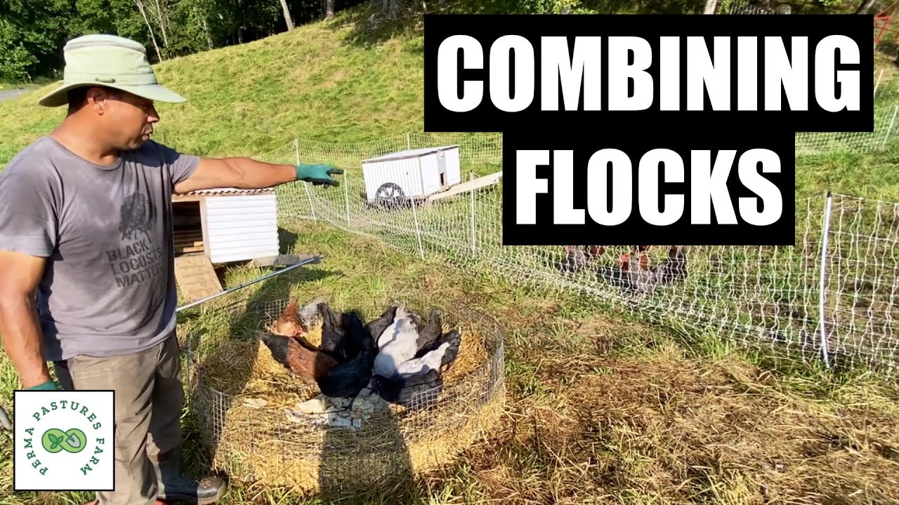 Transitioning To An EGG LAYING System - YouTube