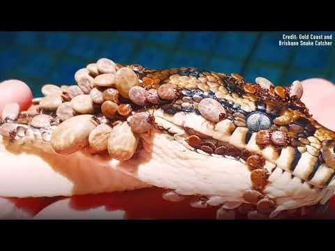 Python Found Covered in Ticks - YouTube