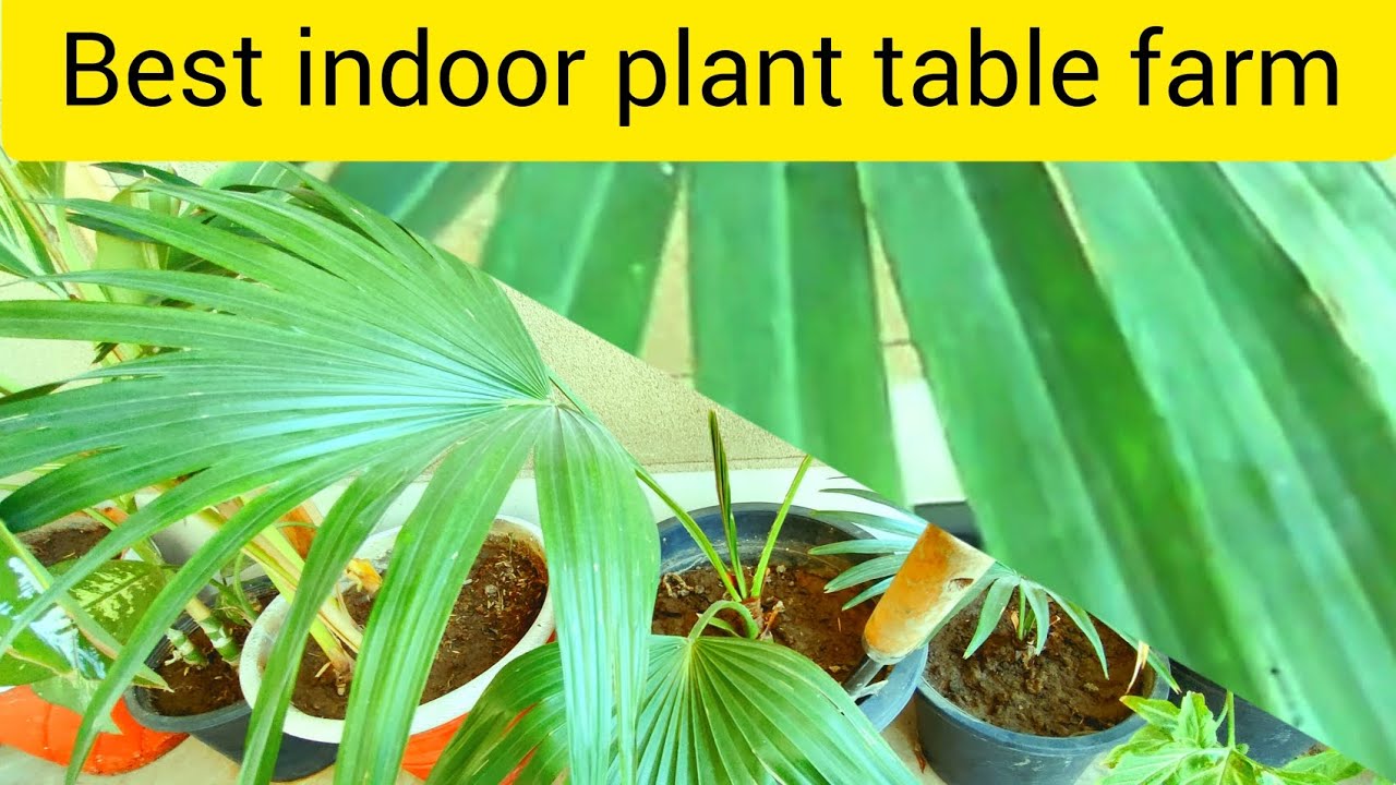 lady palm report update/ beautiful shade loving plants lady palm# ...