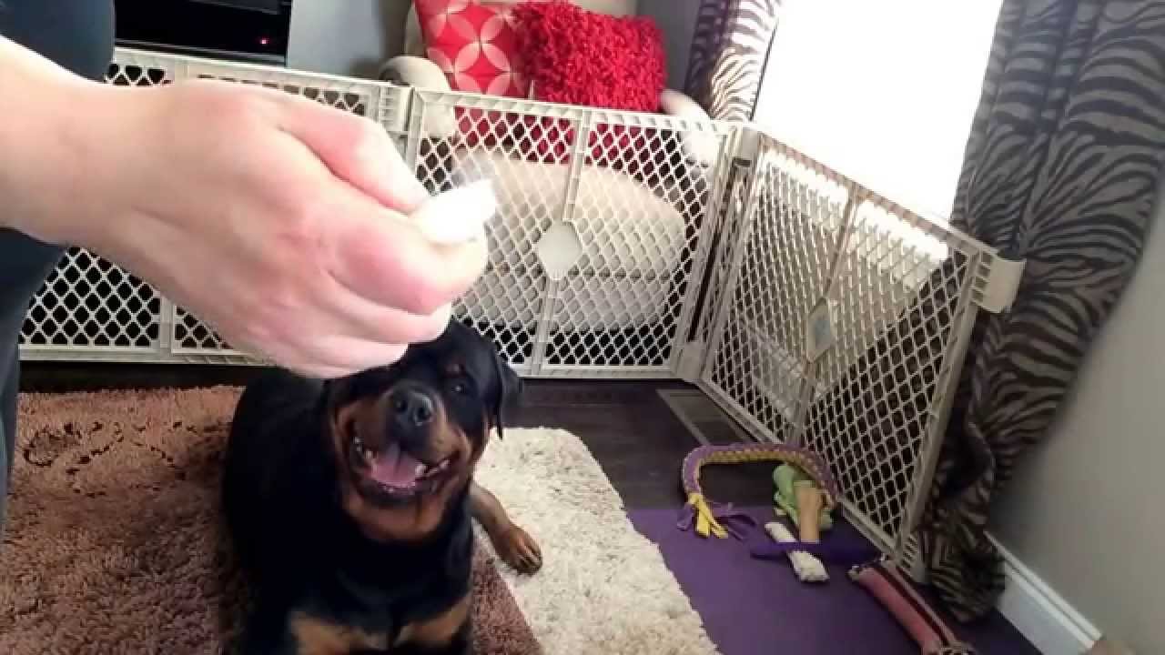 How to Train Your Dog Using Food Lures - YouTube