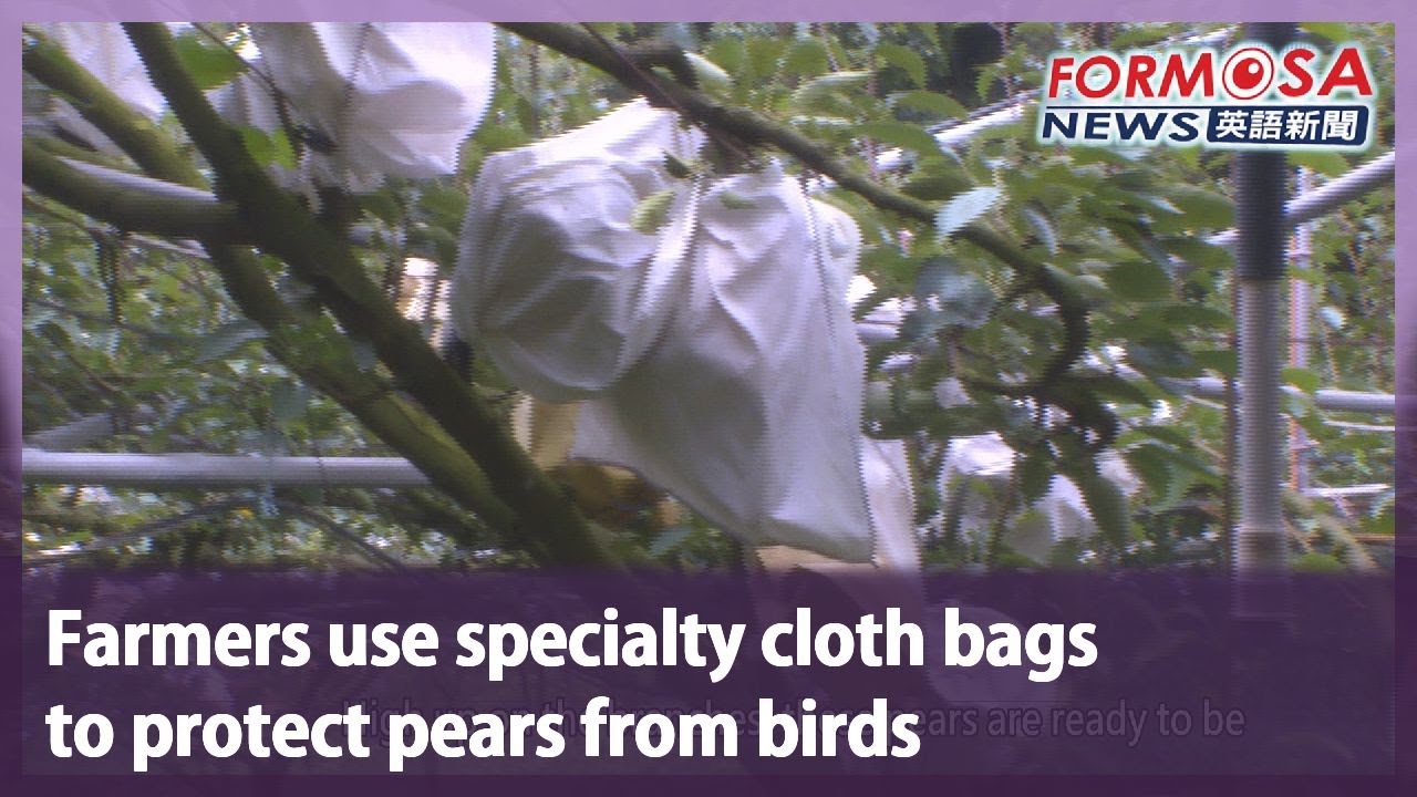 Farmers use specialty cloth bags to protect pears from birds｜Taiwan ...