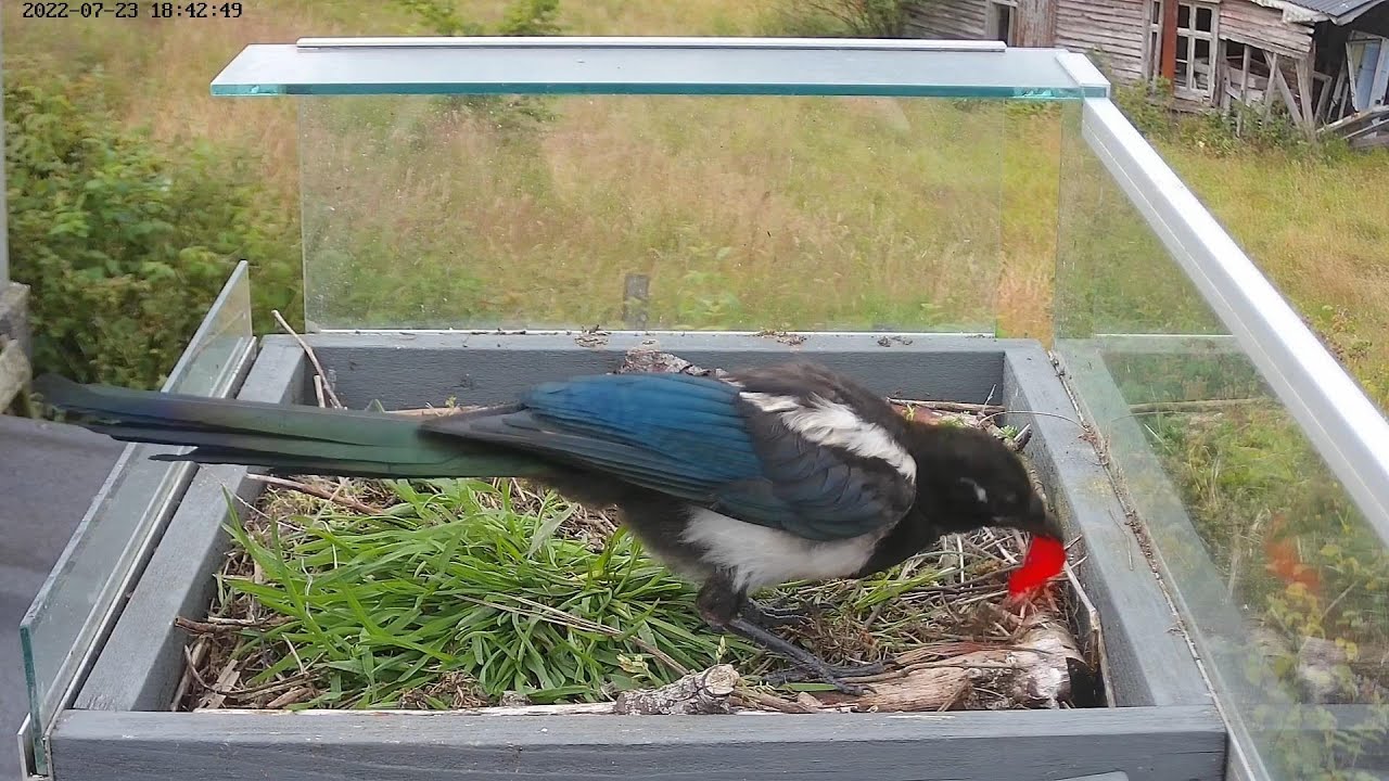 220723 magpie chick, hide and seek - YouTube