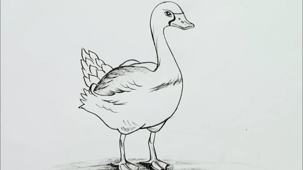 How to draw a Duck easy step by step || Duck drawing tutorial for ...