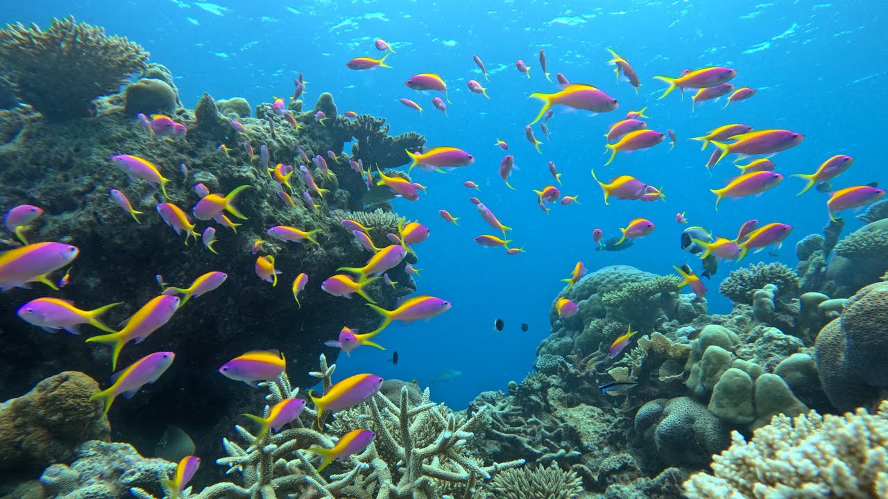 First time snorkeling in the middle of the ocean (feels like heaven)🫶😇 ...