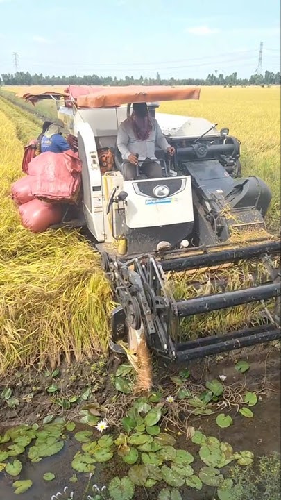 máy cắt lúa DC 105x - YouTube