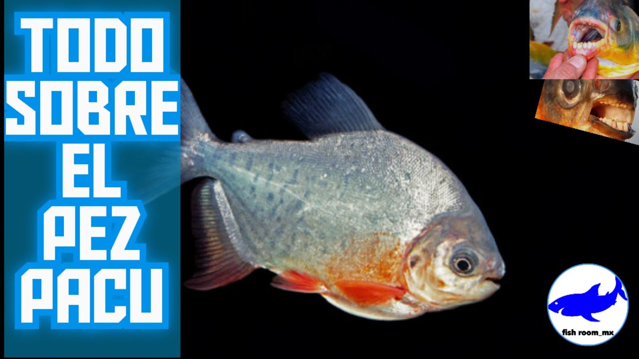 cuidados del pez pacu - YouTube