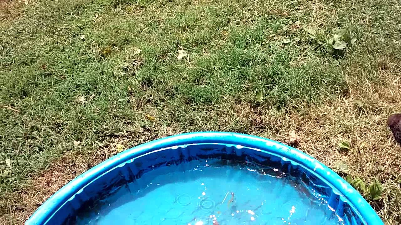 Dog biting water - YouTube
