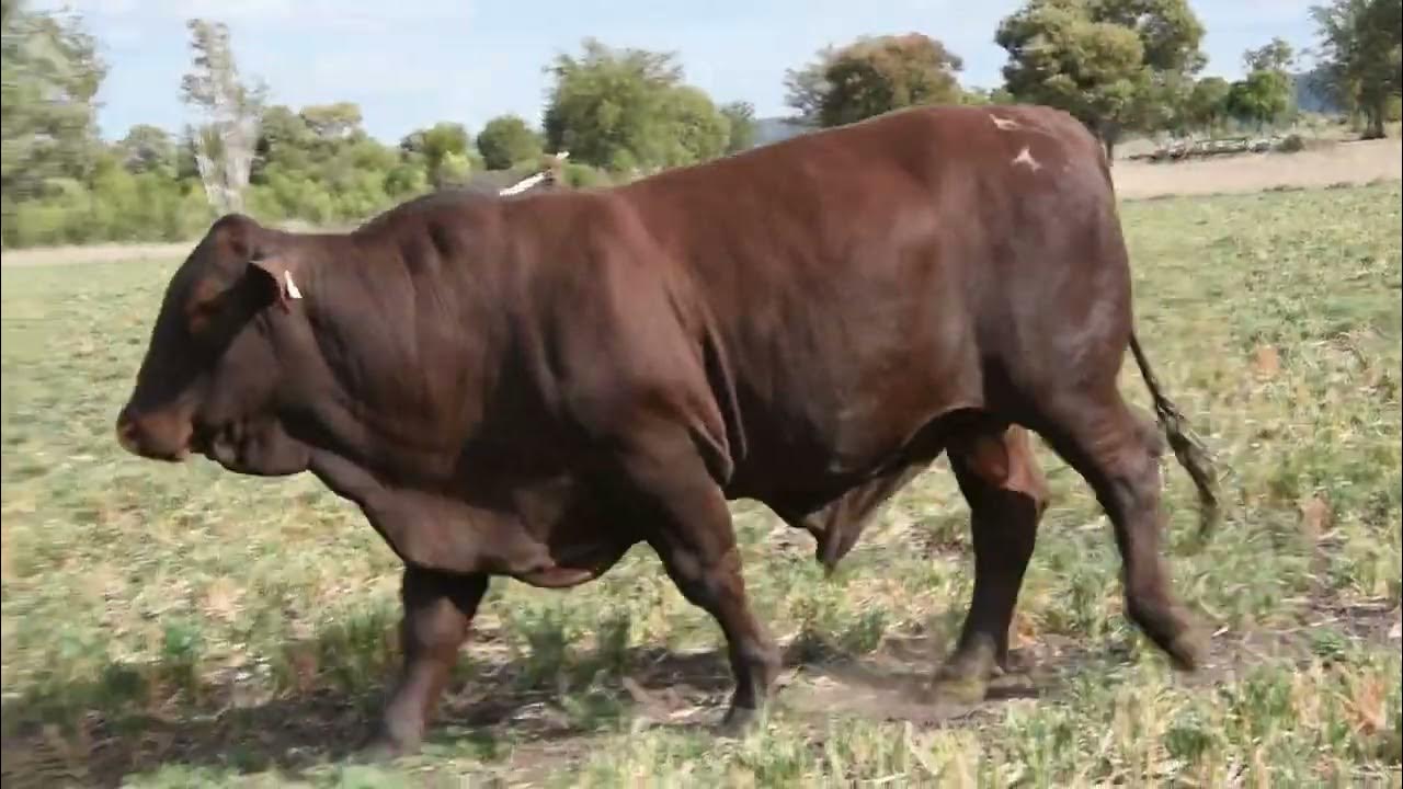 Lot 11 - Jamally Tommy Turbo T43 (P) - YouTube