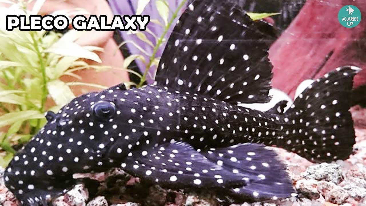 PLECO GALAXY | Cuidados y Alimentación | Leporacanthicus galaxias | AcuariosLP - YouTube