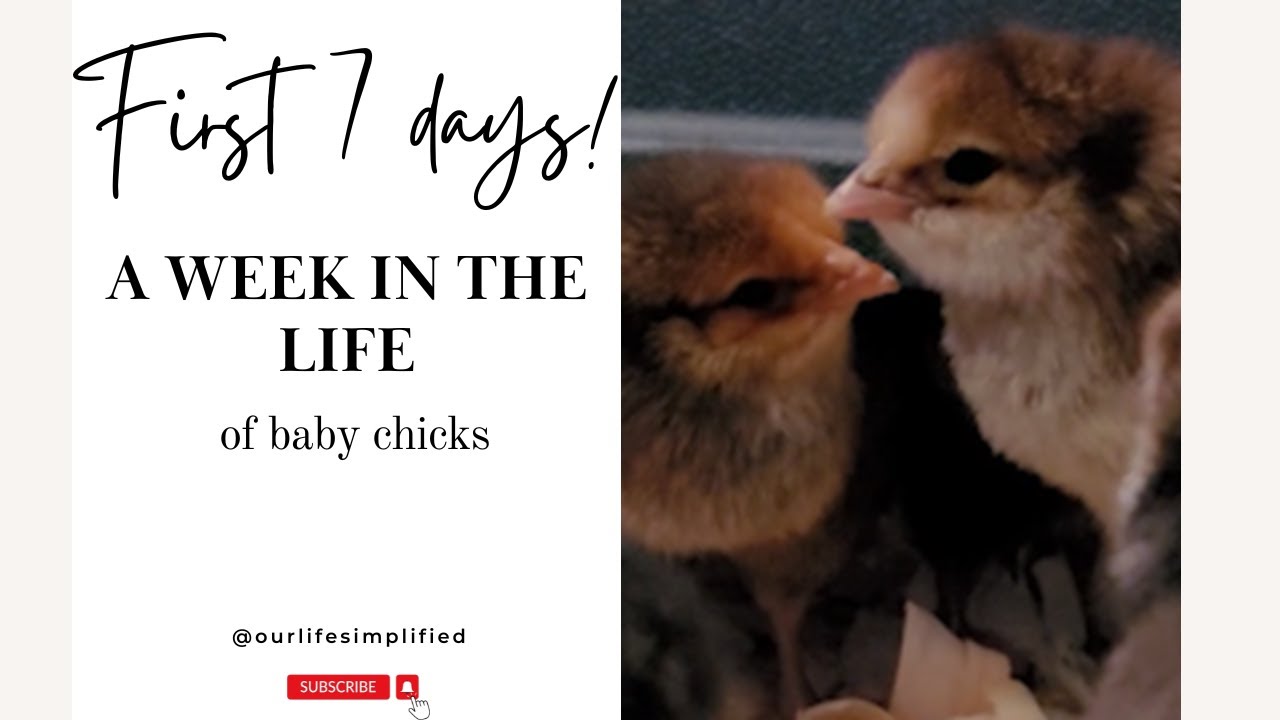 First 7 Days of a Baby Chick's Life! Watch the Progression as Each Day ...