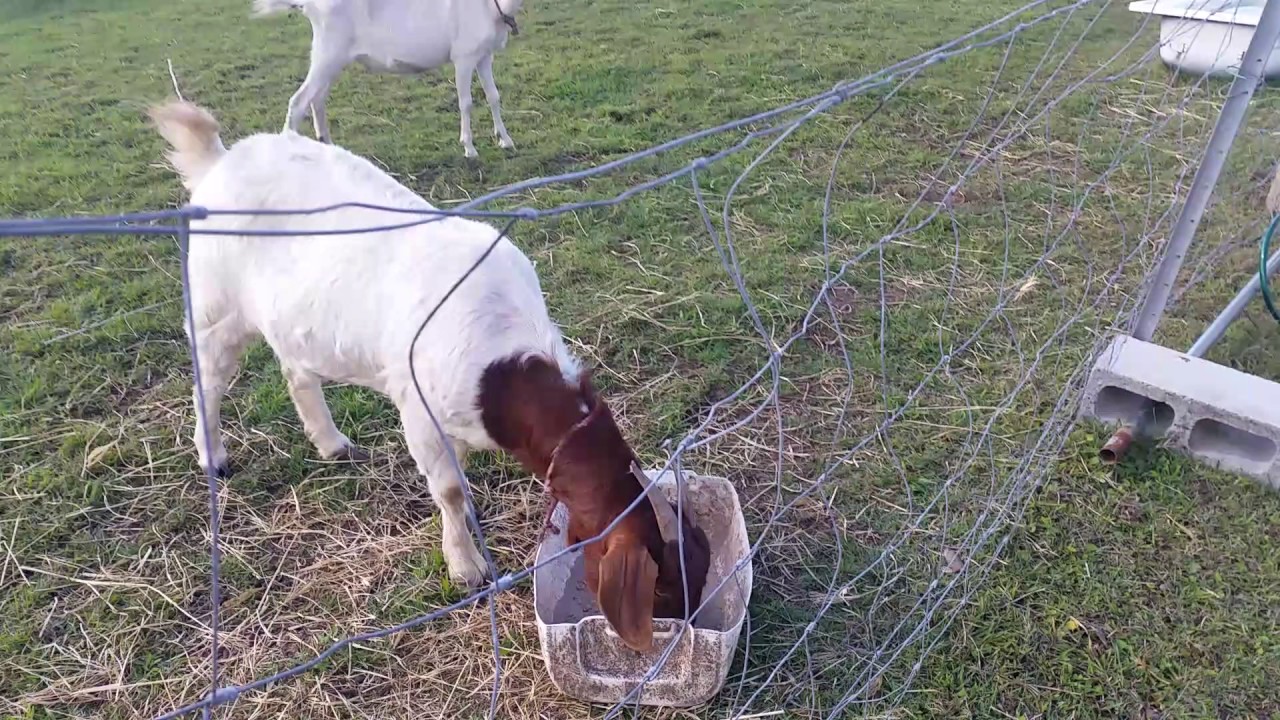 Goat Update 4th of June 2017 - YouTube